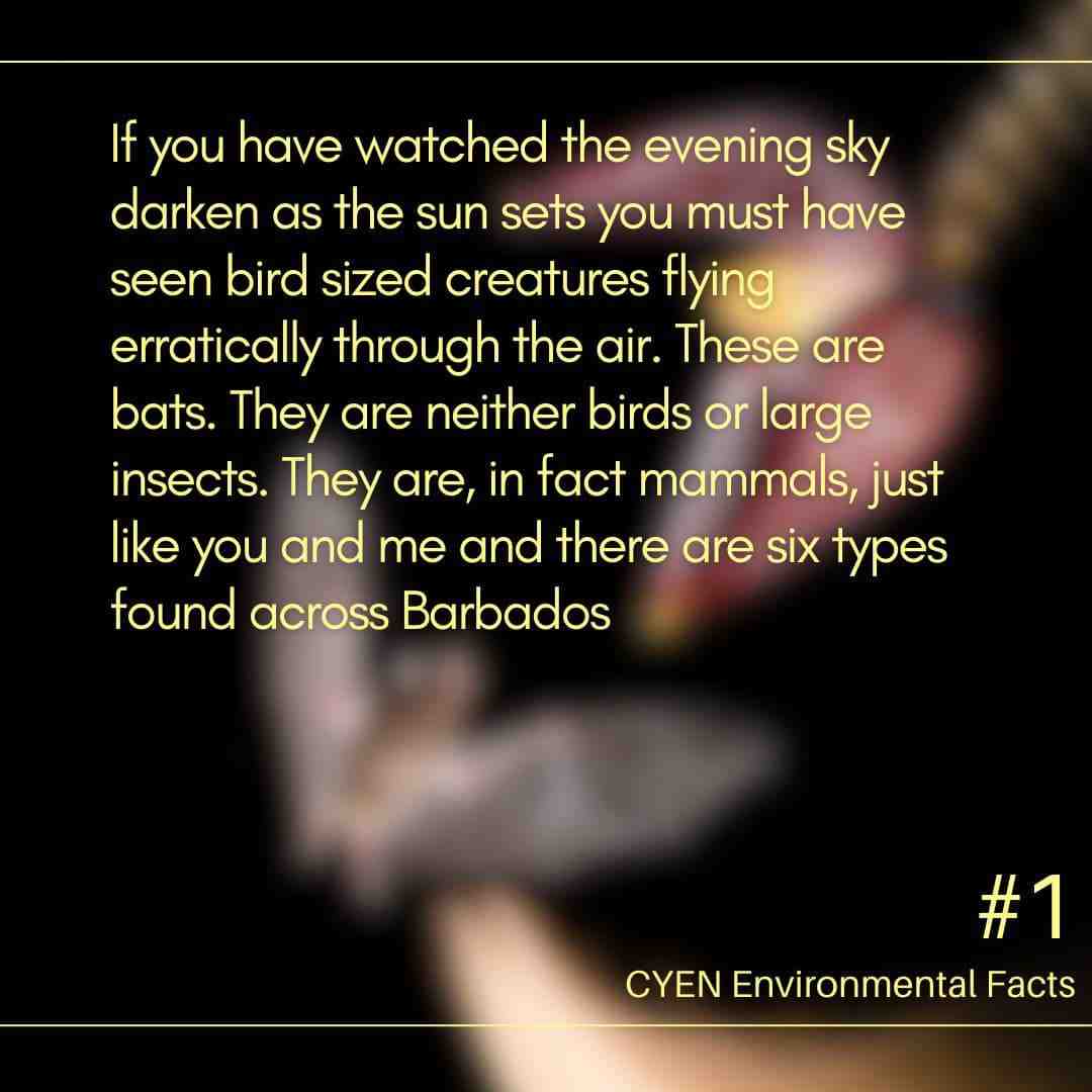 First Environmental Fact- Bats! – Caribbean Youth Environment Network ...