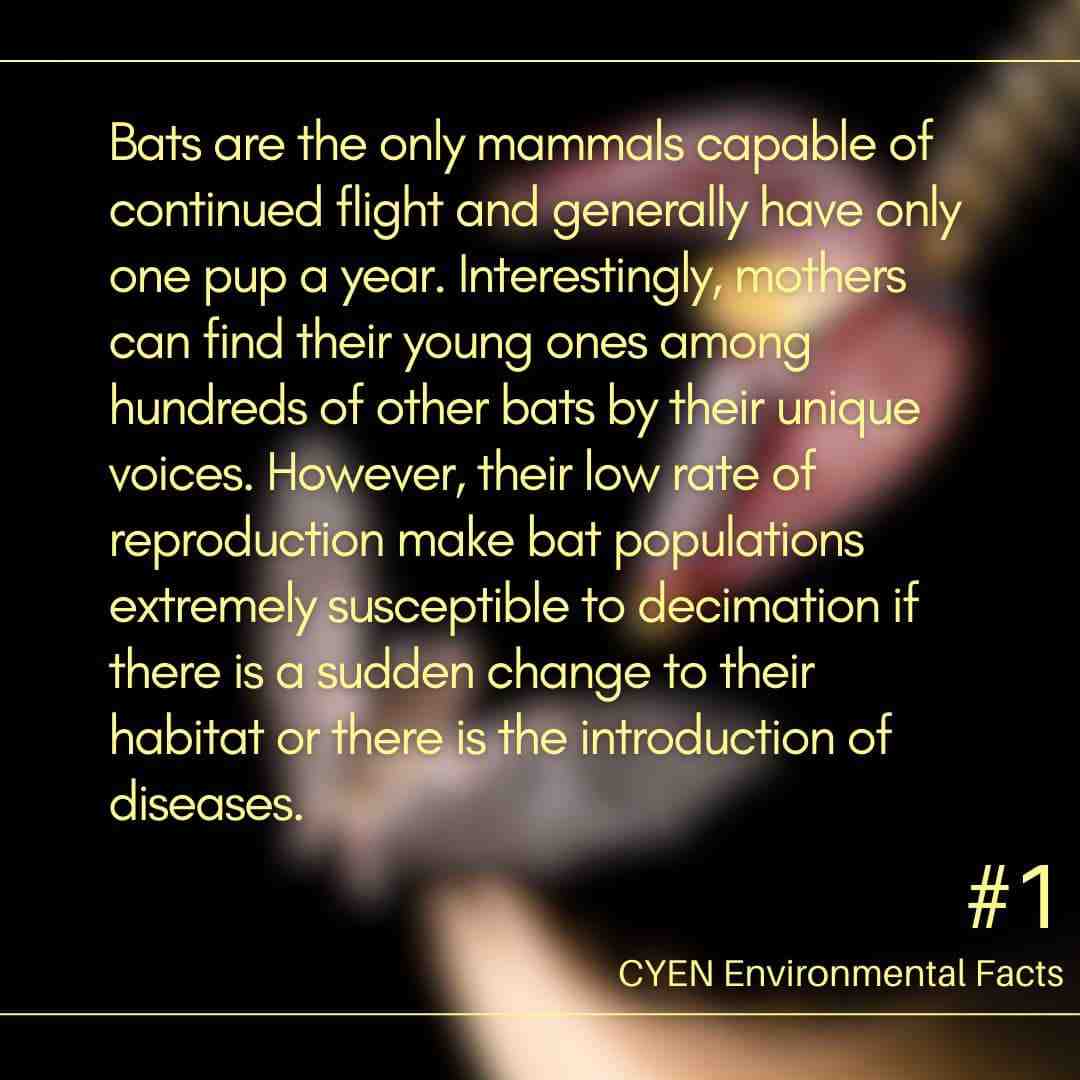 First Environmental Fact- Bats! – Caribbean Youth Environment Network ...